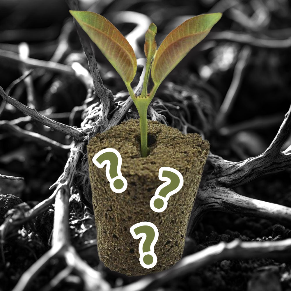 Poor root growth in tissue culture? This may help... – Quality Plants ...