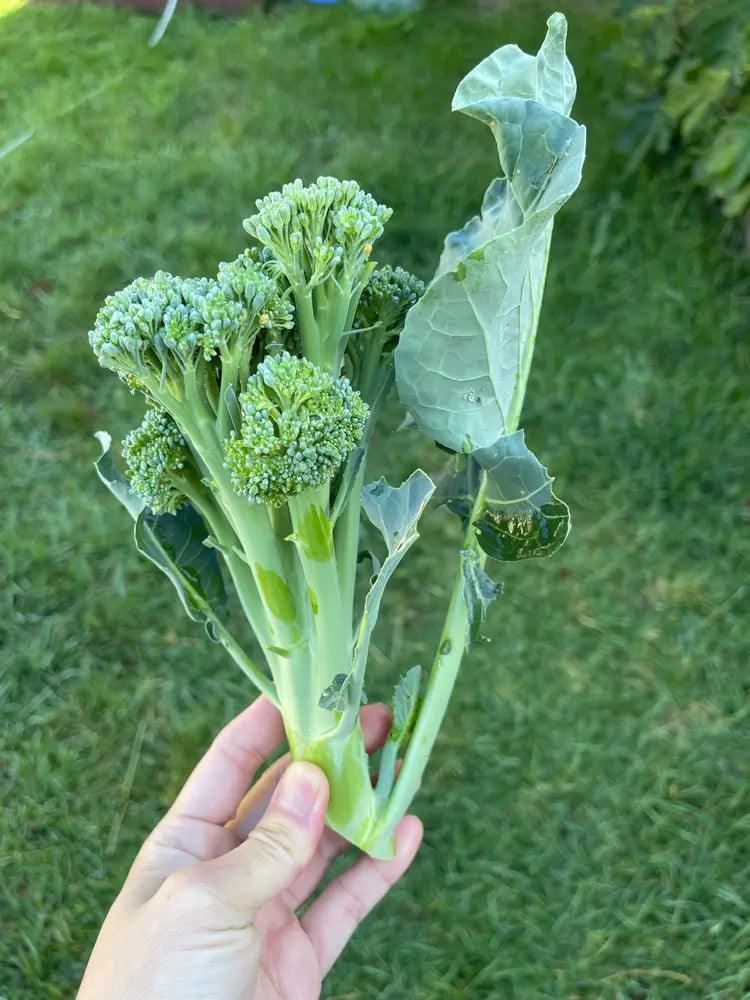 How to Get the Best Yield from Bunching Broccoli – Quality Plants ...