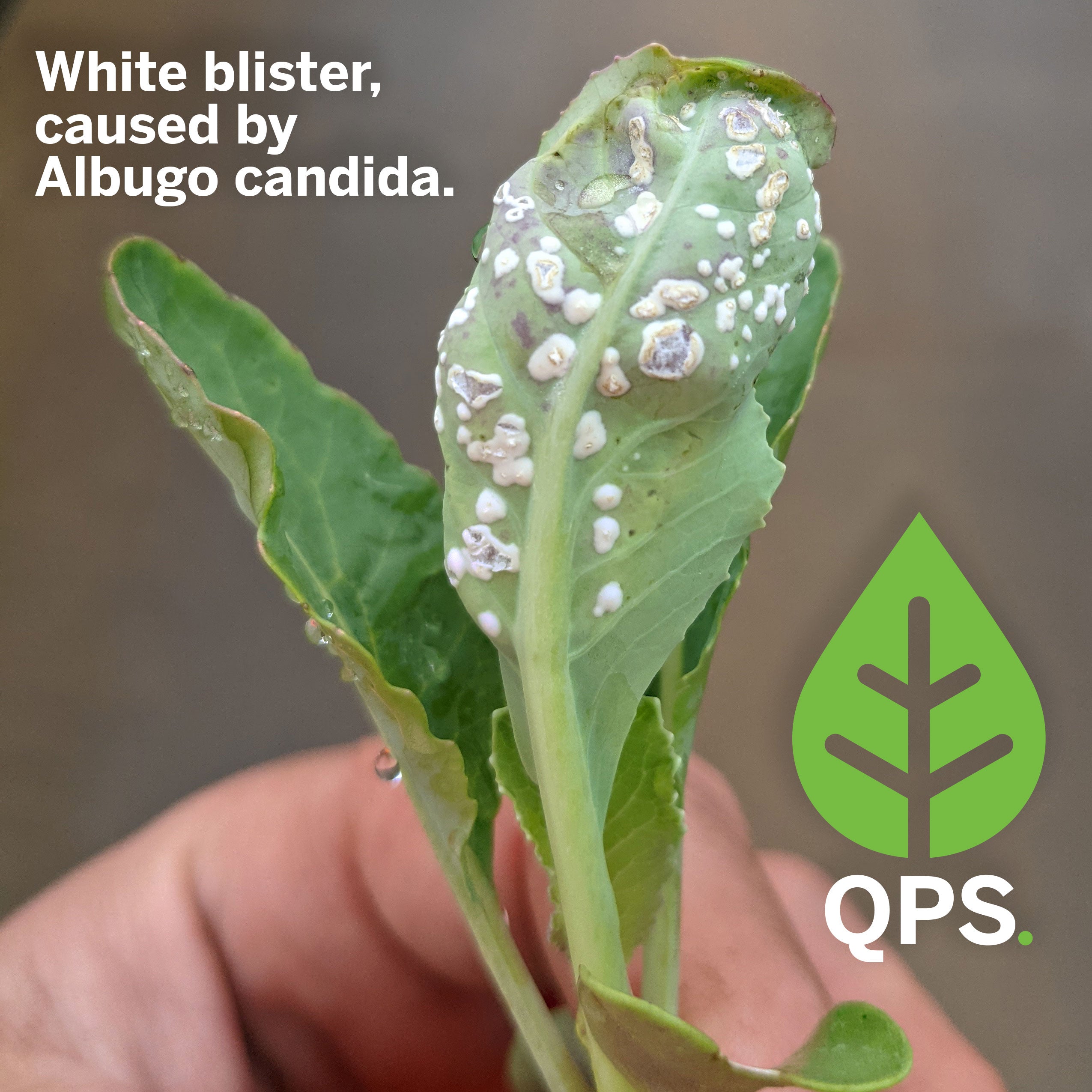 Managing Albugo candida in Production Nurseries – Quality Plants ...