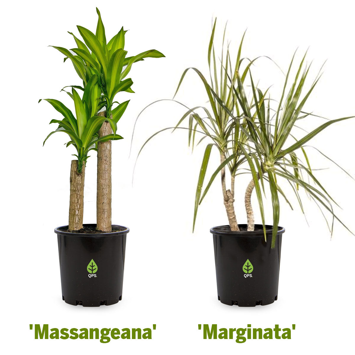 Massangeana (Dracaena fragrans 'Massangeana') and Marginata (Dracaena ...