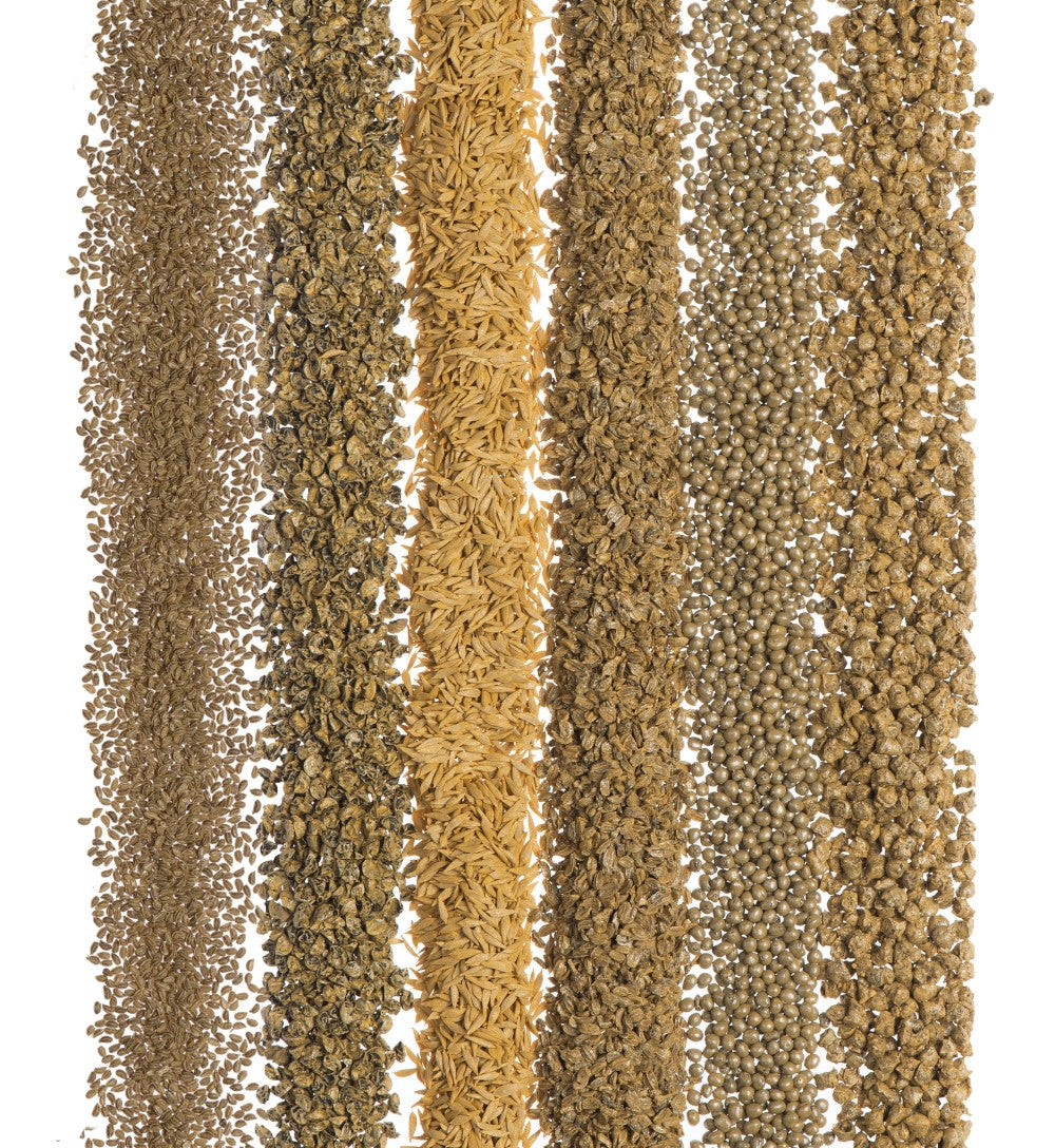 The Journey of Our Seeds: From Collection to Hybrid Cross-Breeding ...