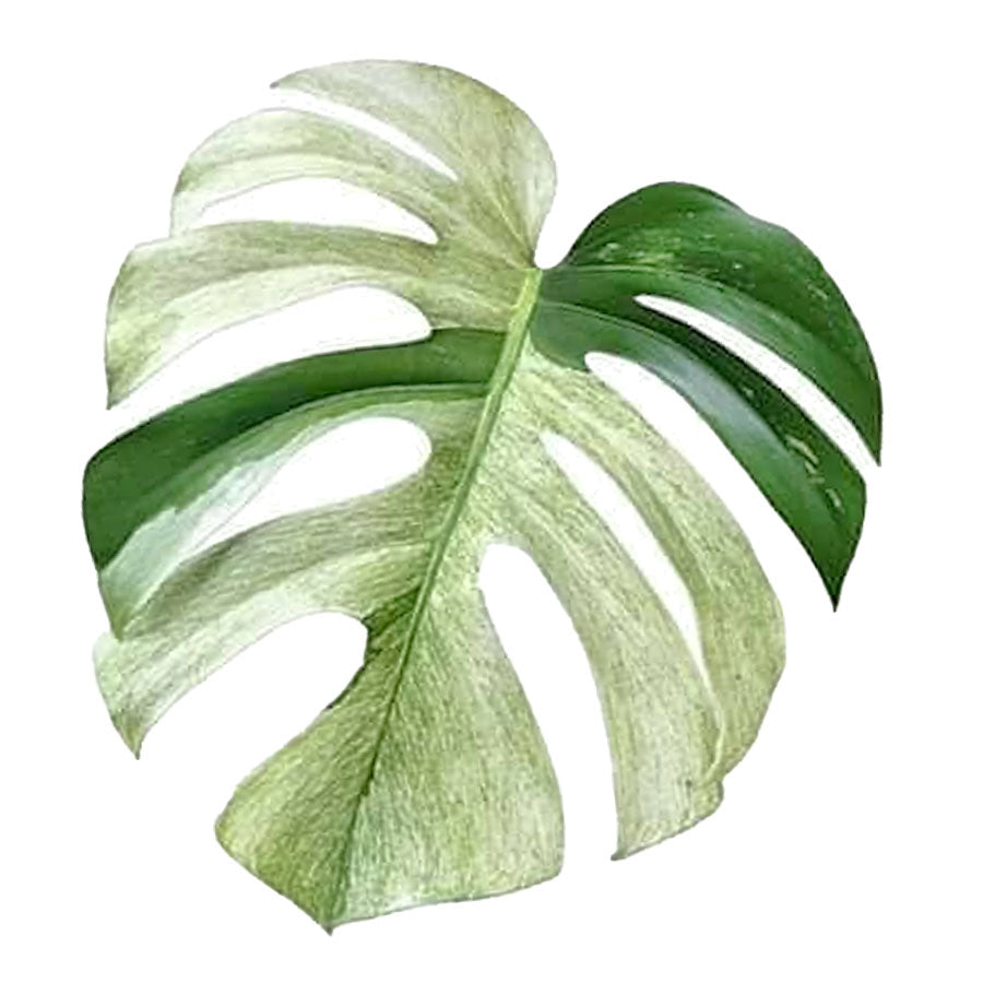 Monstera Mint Variegated Care Guide – Quality Plants & Seedlings