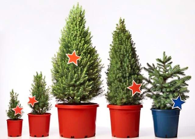 Guide to Caring for Your Christmas Tree: – Quality Plants & Seedlings