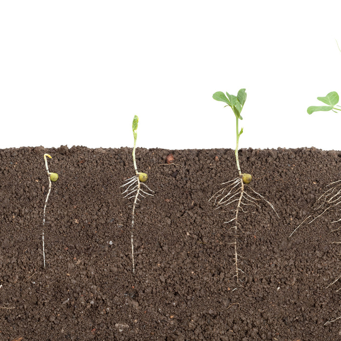 Quality Plants & Seedlings