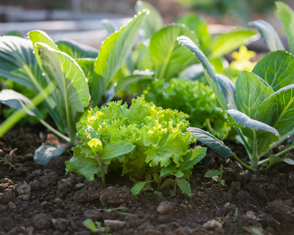 Quality Plants & Seedlings