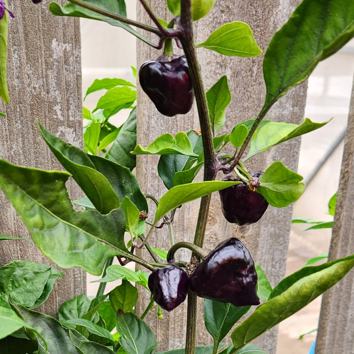 Purple UFO Chilli Seedlings – Quality Plants & Seedlings