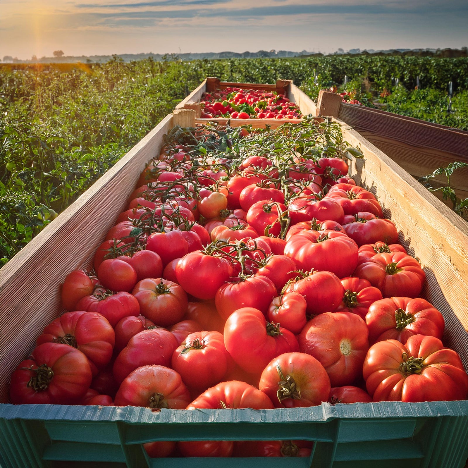 Top 50 tomato varieties commonly grown in Australia 🍅 – Quality Plants ...