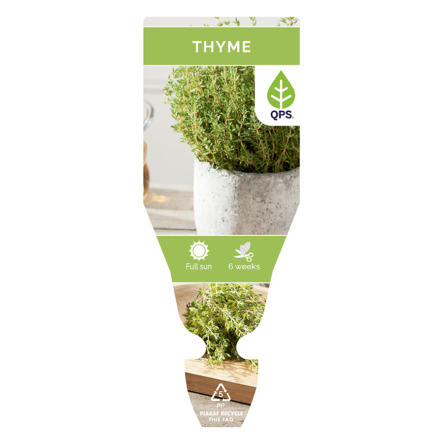 Creeping Thyme Seedlings (mini cell – Quality Plants & Seedlings