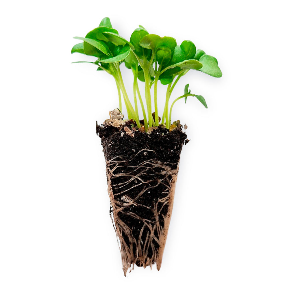 Thai Basil Seedlings – Quality Plants & Seedlings
