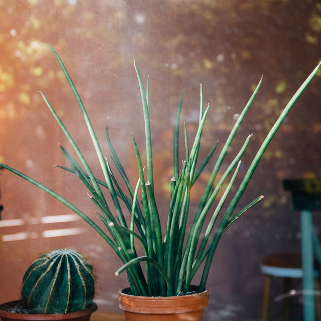 Seedling Mega Box – Quality Plants & Seedlings