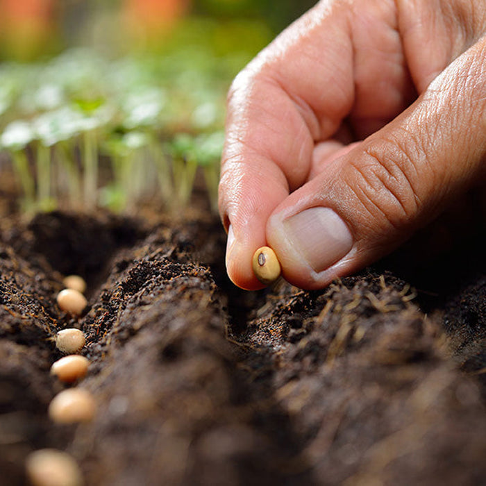Vegetable Seedlings ($15) – Quality Plants & Seedlings