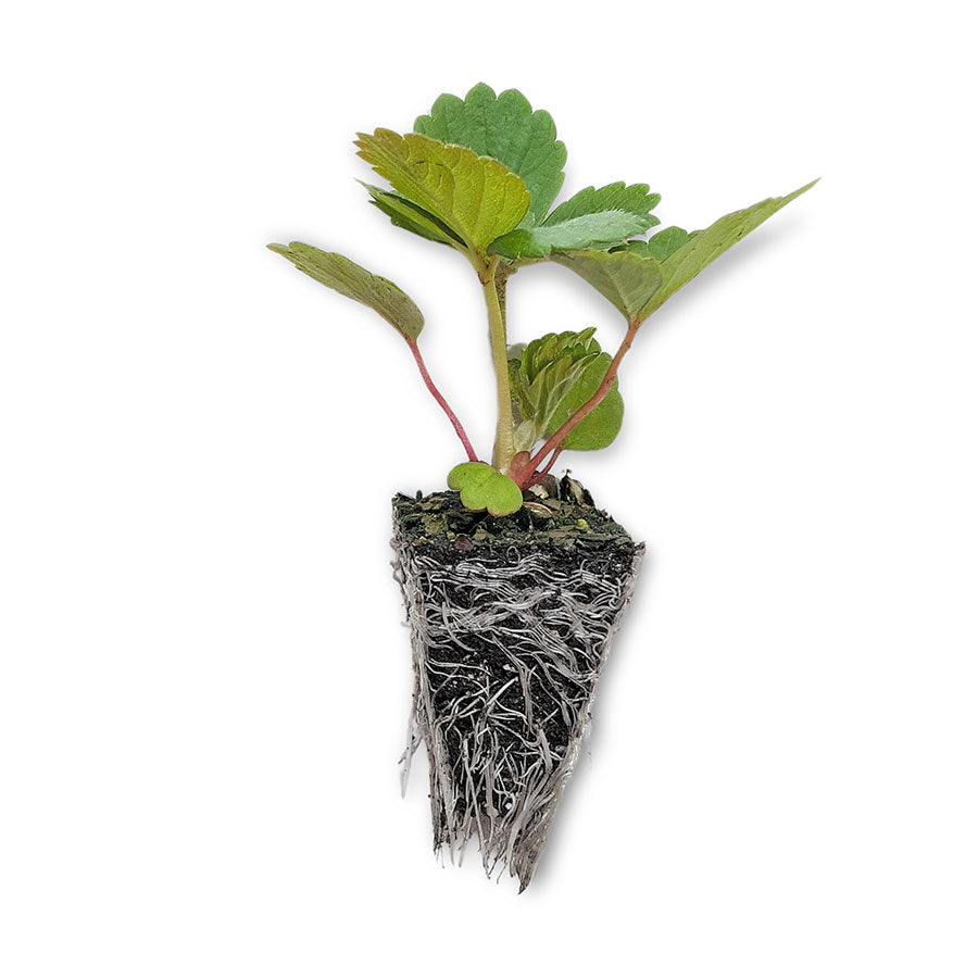 Strawberry Seedling (Fresca) – Quality Plants & Seedlings