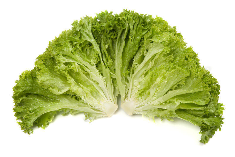 Green Coral Lettuce Seedling – Quality Plants & Seedlings