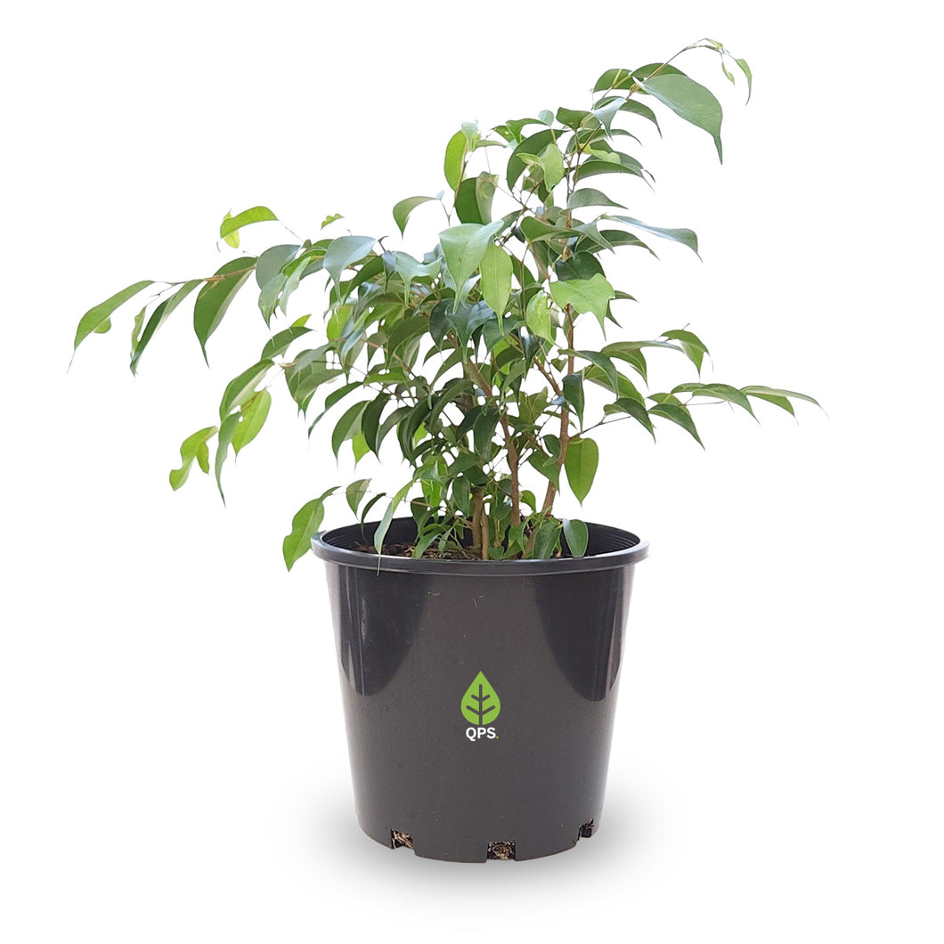 Ficus benjamina Evergreen – Quality Plants & Seedlings