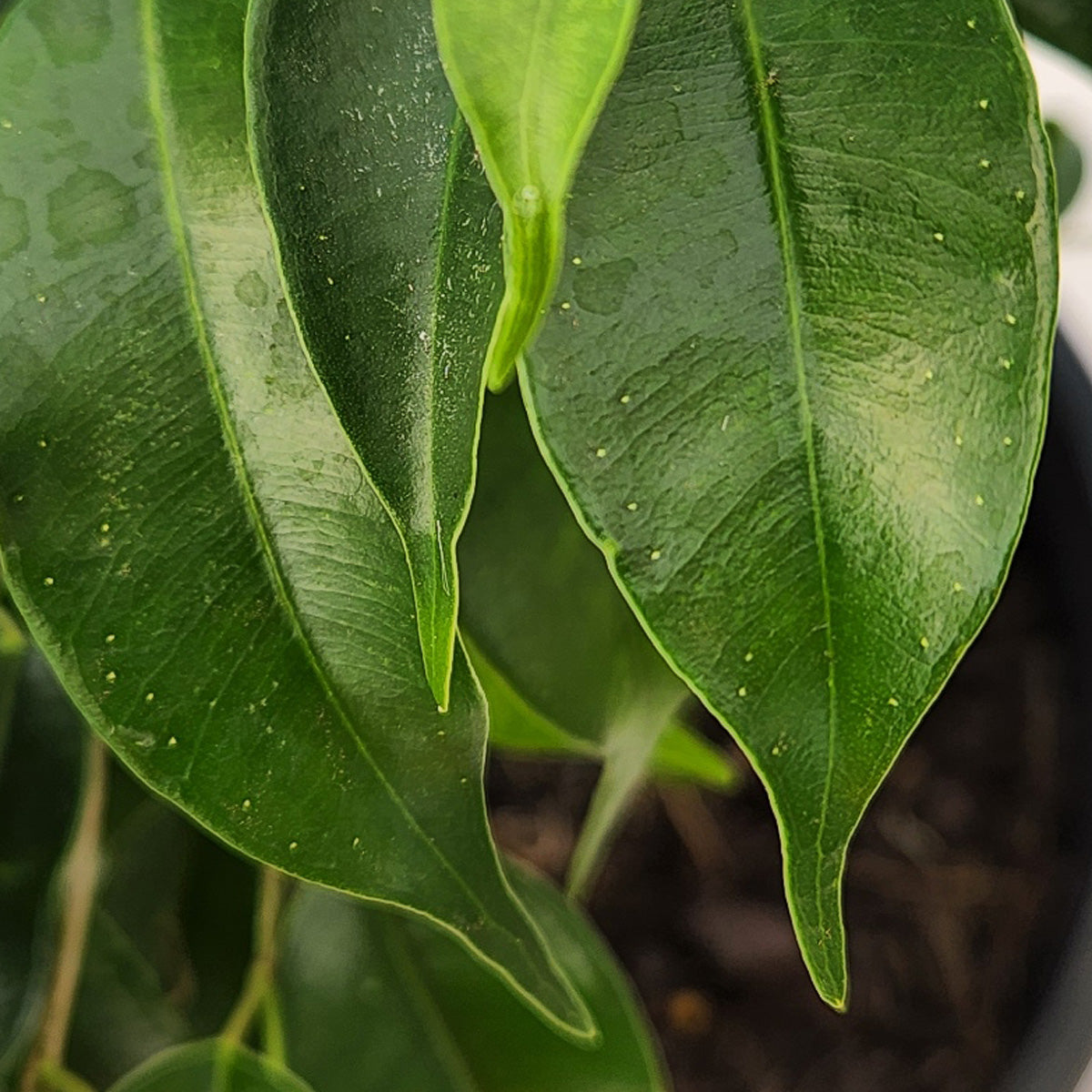 Ficus 'Evergreen' – Quality Plants & Seedlings