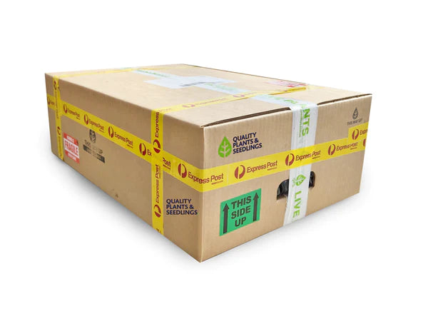 Seedling Mega Box – Quality Plants & Seedlings
