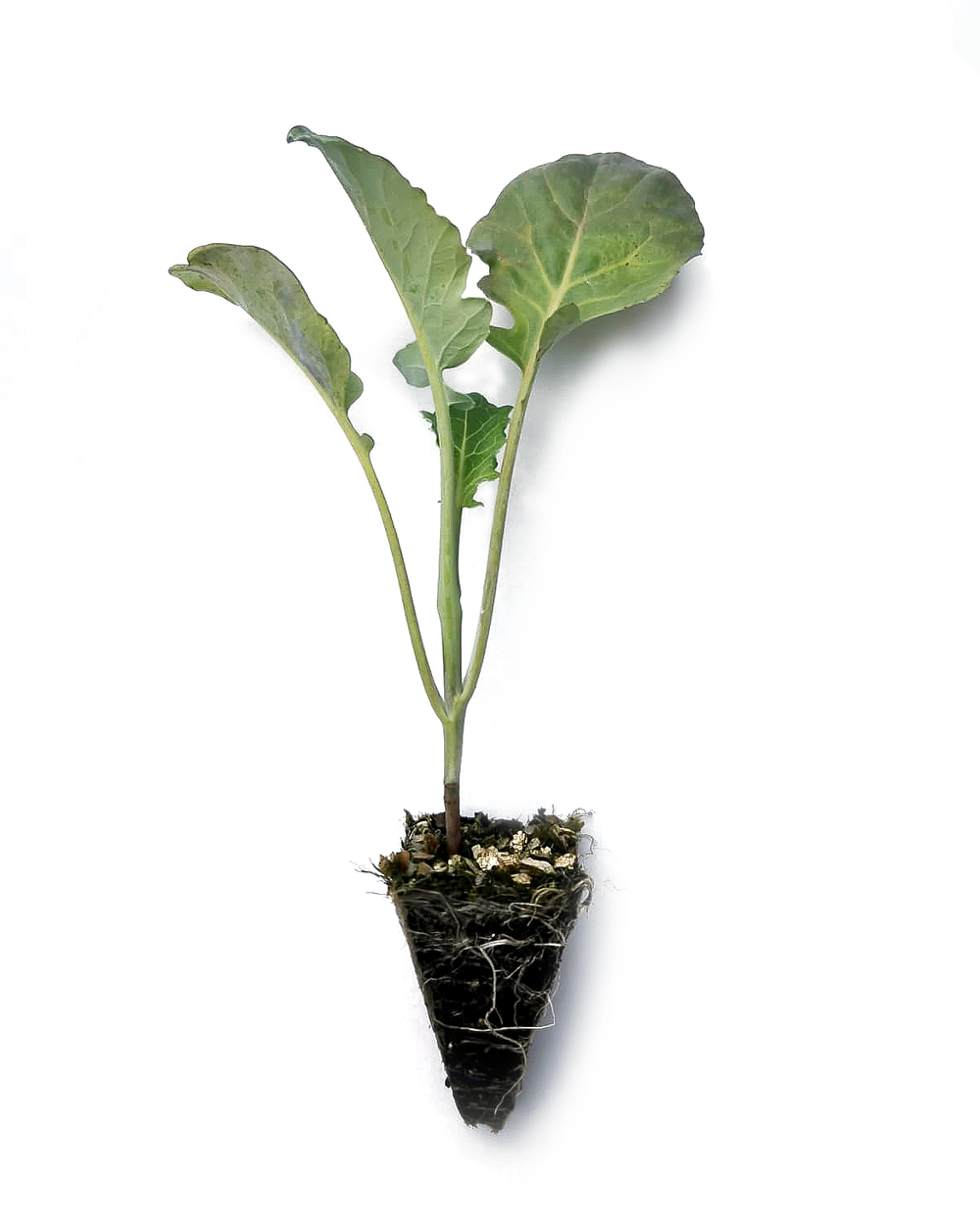 Vegetable Seedlings – Quality Plants & Seedlings