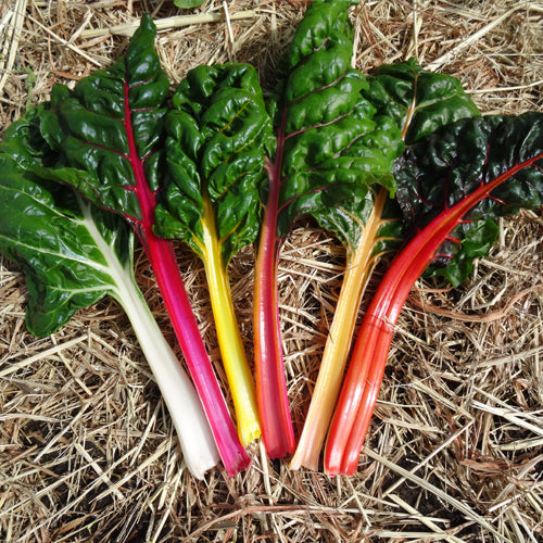 Silverbeet Seedlings (Rainbow Chard) – Quality Plants & Seedlings