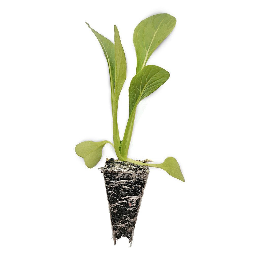 Choy Sum Seedlings – Quality Plants & Seedlings