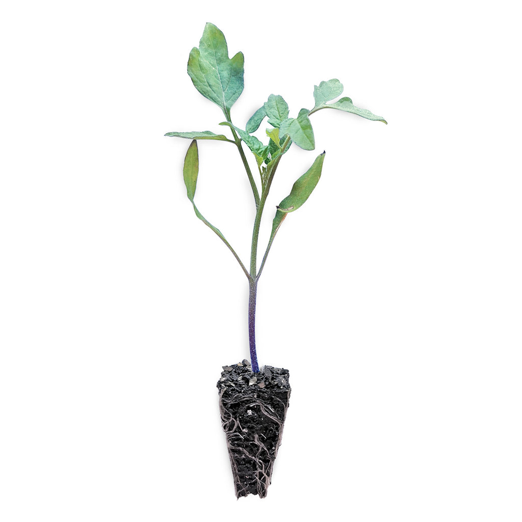 Tomato Seedling Heirloom (Fresta) – Quality Plants & Seedlings