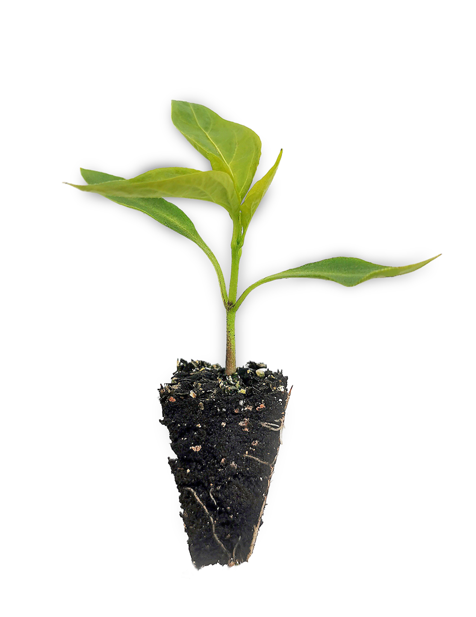 Red Bullhorn (Hot) Seedlings – Quality Plants & Seedlings