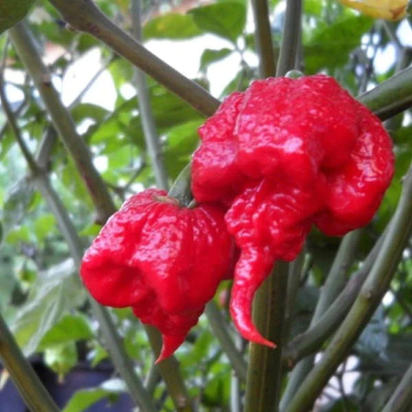 Carolina Reaper Seedlings – Quality Plants & Seedlings