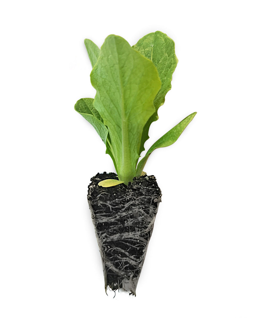 Vegetable Seedlings – Quality Plants & Seedlings