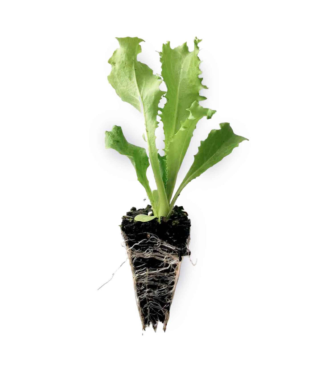 Endive Seedlings (Fine leaf) – Quality Plants & Seedlings