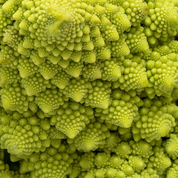 Romanesco (Green) – Quality Plants & Seedlings