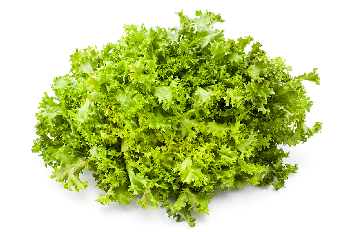 Endive Seedlings (Fine leaf) – Quality Plants & Seedlings