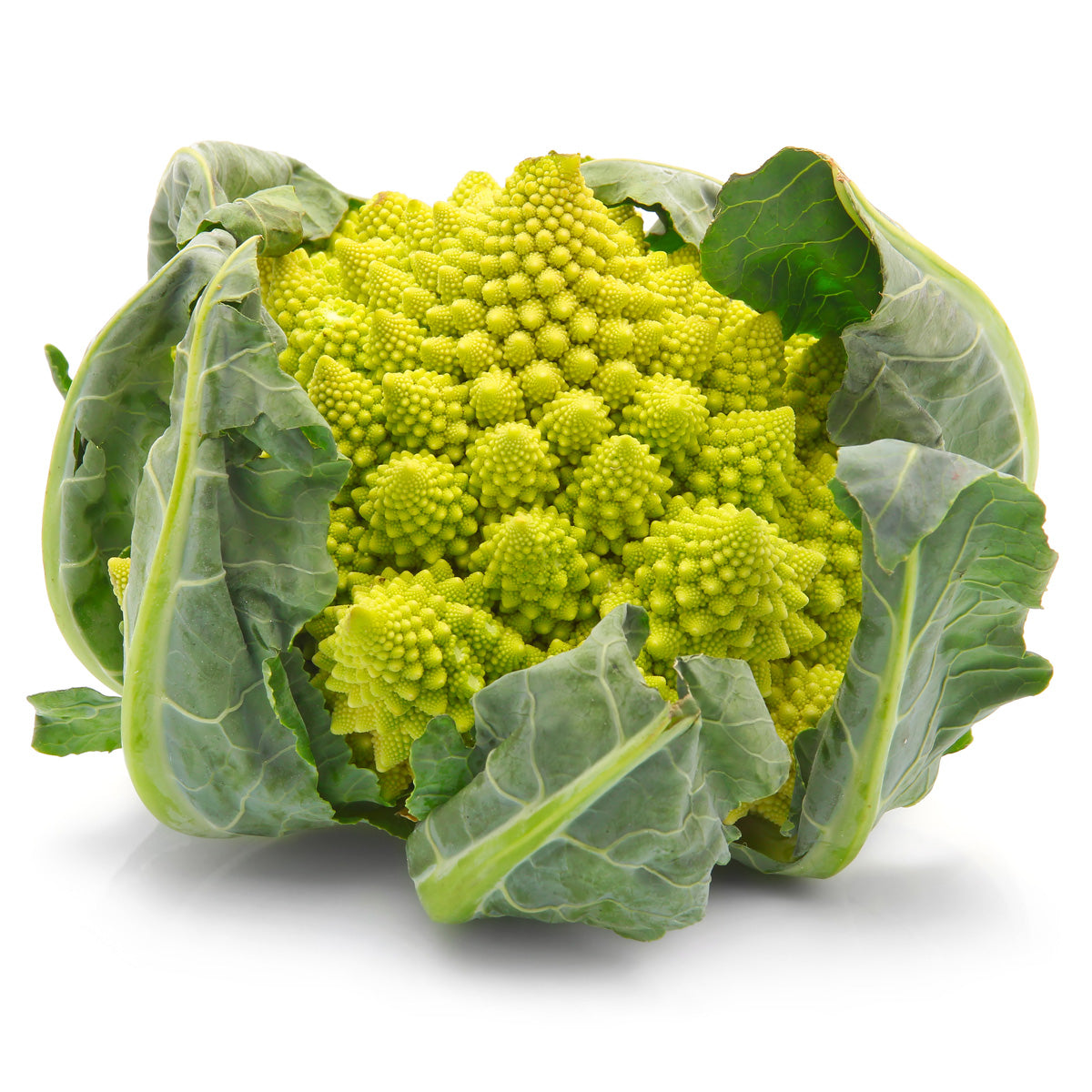 Romanesco (Green) – Quality Plants & Seedlings